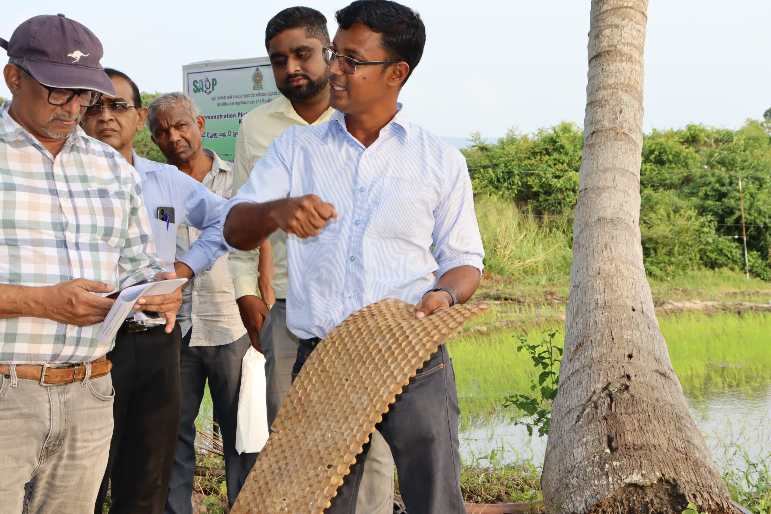 (SARP) | Rice Demonstration Plots Project - (SARP)